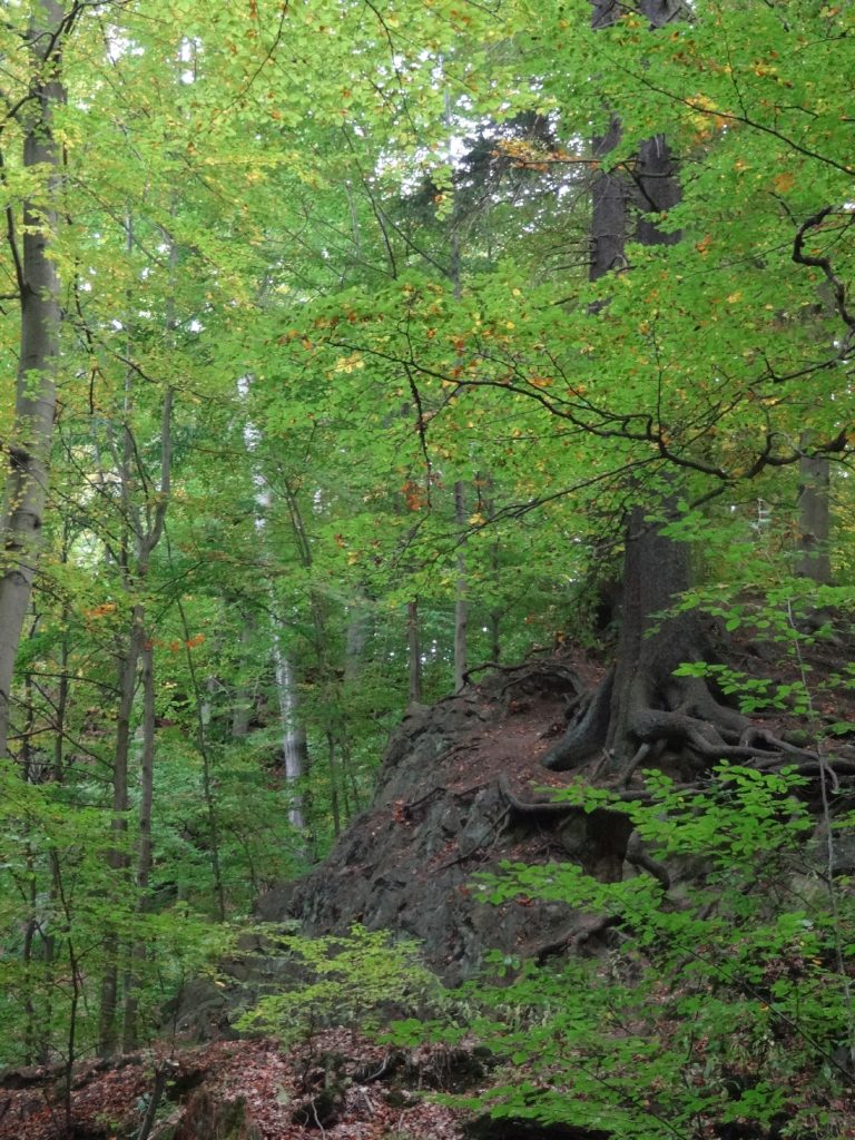 Dresdner Heide - Sachsen Erkunden